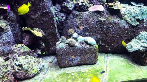 Acrylic Crazing Repair and Acrylic Panel Buffing | AQUALIFE